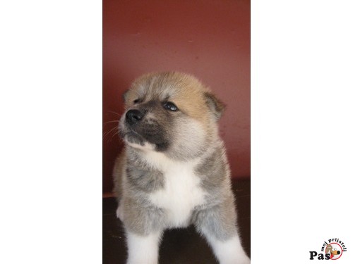 Akita Inu