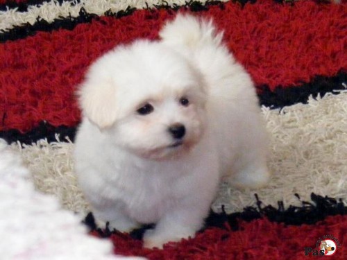 Coton de tulear - Tulearski pas