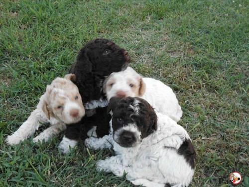 Lagotto romagnolo