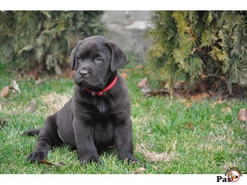 Labrador retriver