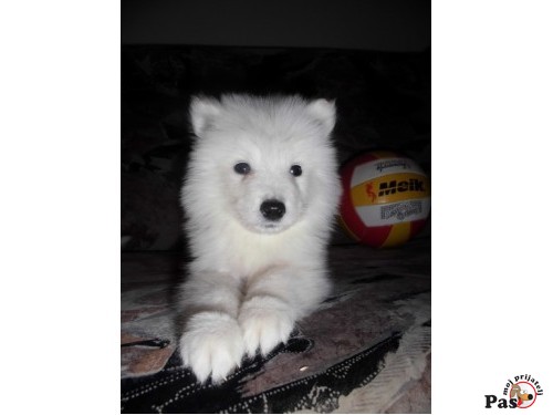 Samojed