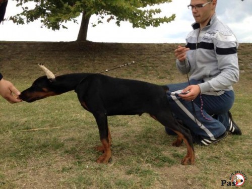 Doberman