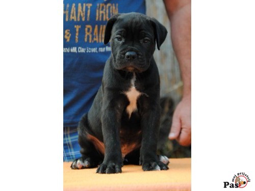 Cane Corso