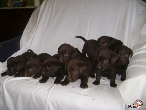 Labrador retriver