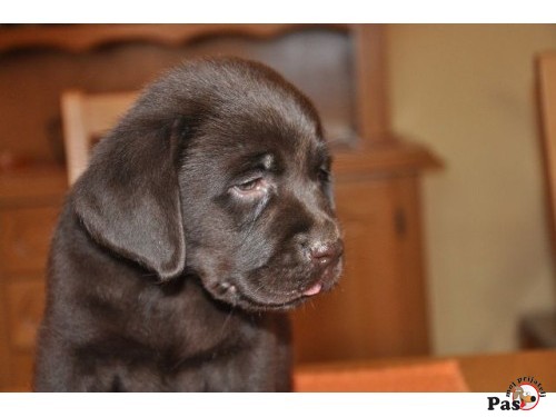 Labrador retriver