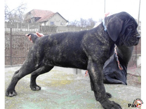 Cane Corso