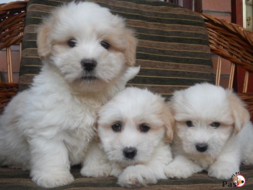 Coton de tulear - Tulearski pas