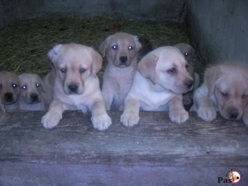 Labrador retriver