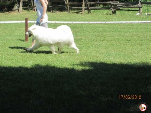 Samojed