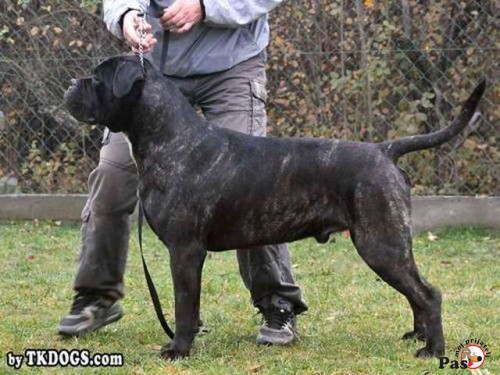 Cane Corso