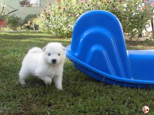 Samojed