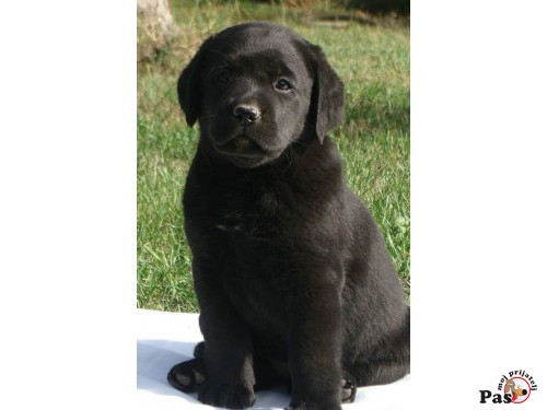 Labrador retriver