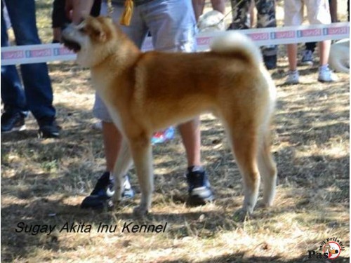 Akita Inu