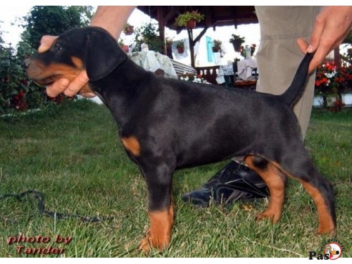 Doberman