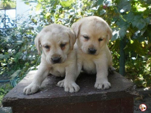 Labrador retriver