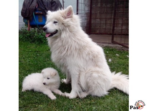 Samojed