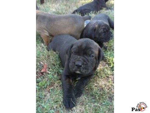 Cane Corso