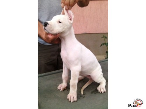 Dogo argentino