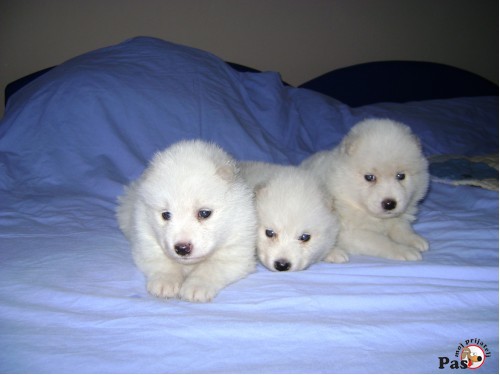 Samojed