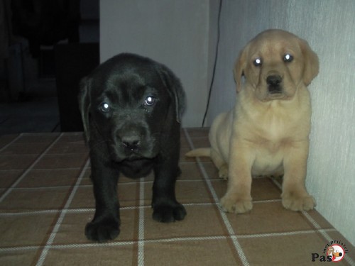 Labrador retriver