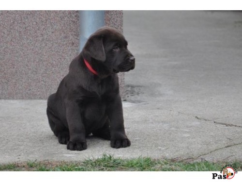 Labrador retriver