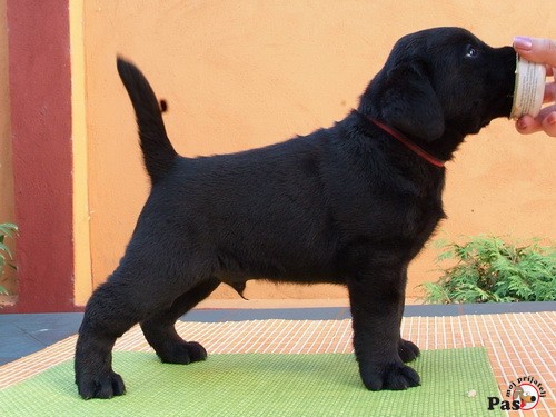 Labrador retriver