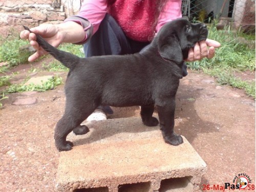 Labrador retriver