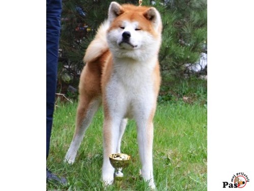 Akita Inu