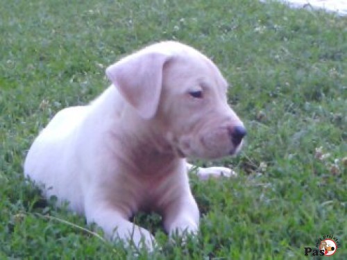 Dogo argentino