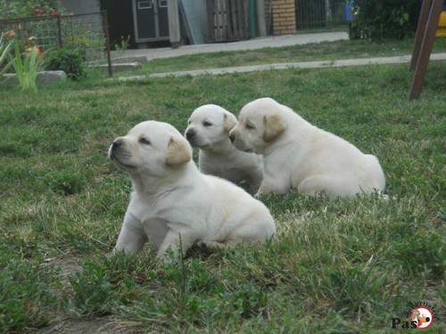 Labrador retriver