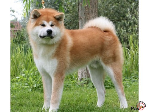 Akita Inu