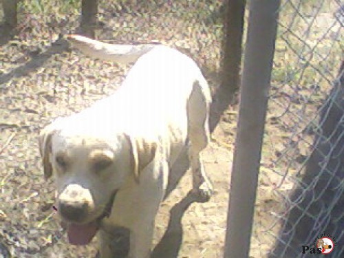 Labrador retriver