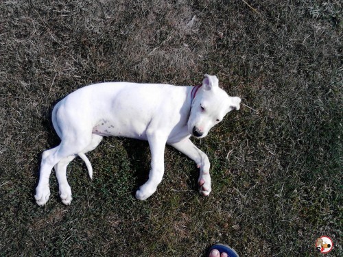 Dogo argentino