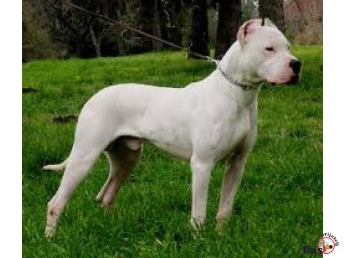 Dogo argentino