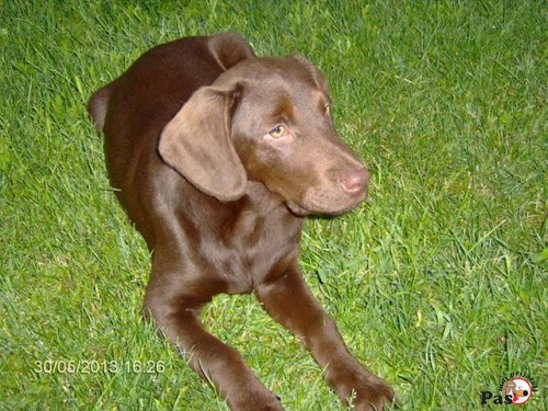 Labrador retriver