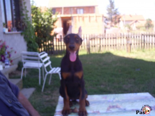 Doberman