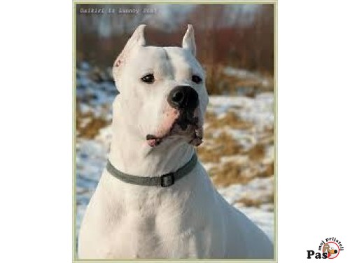 Dogo argentino