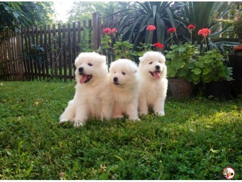 Samojed