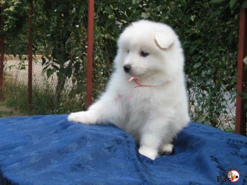 Samojed