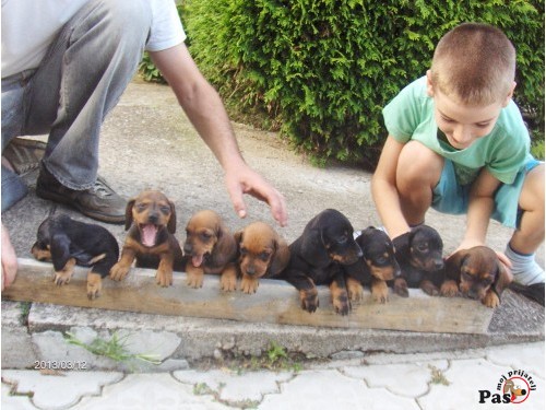 Jazavičar oštrodlaki - Dachshund