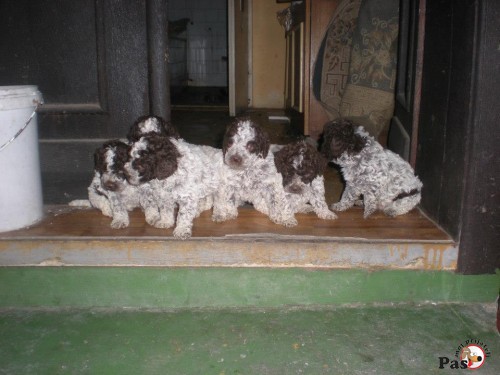 Lagotto romagnolo