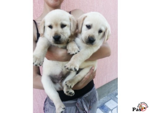 Labrador retriver