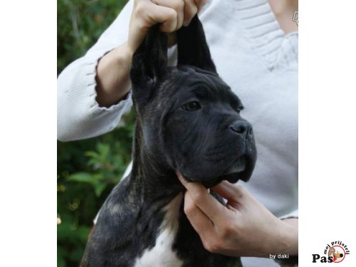 Cane Corso