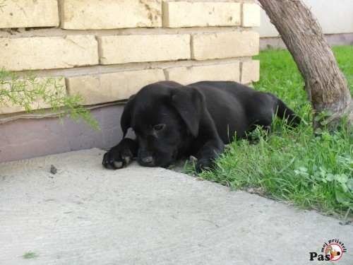 Labrador retriver