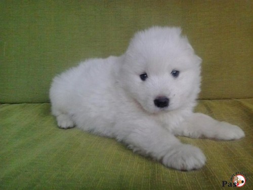 Samojed