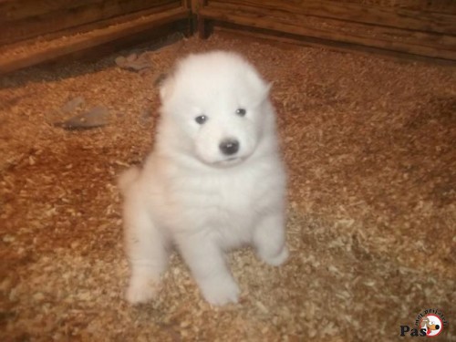 Samojed