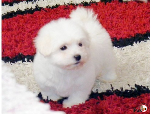 Coton de tulear - Tulearski pas