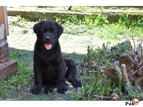 Labrador retriver