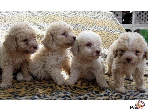 Lagotto romagnolo