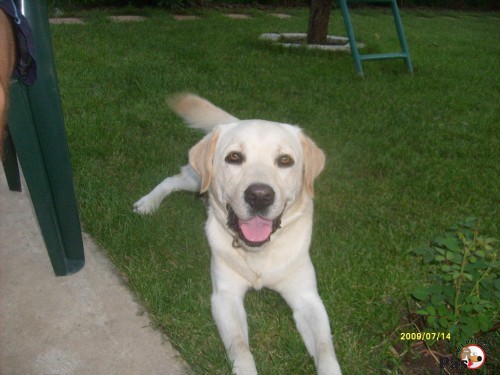 Labrador retriver